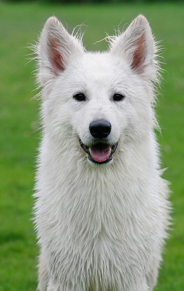 Honden foto: Zwitserse Witte Herder