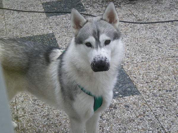 Honden foto: Siberische Husky