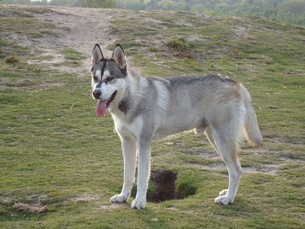 Honden foto: Siberische Husky
