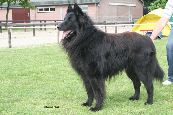 Honden foto: Belgische Herdershond, Groenendaeler