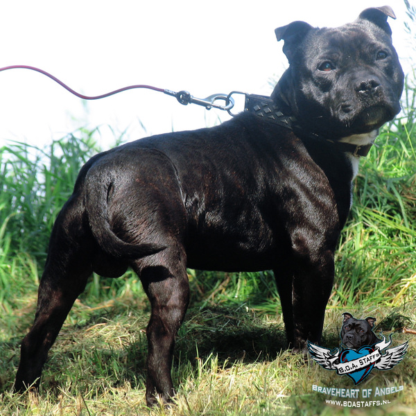 Honden foto: B.O.A. Staffs - Braveheart of Angels -Staffordshire Bull ...