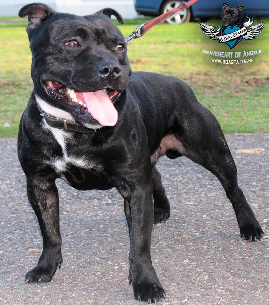 Honden foto: B.O.A. Staffs - Braveheart of Angels -Staffordshire Bull ...