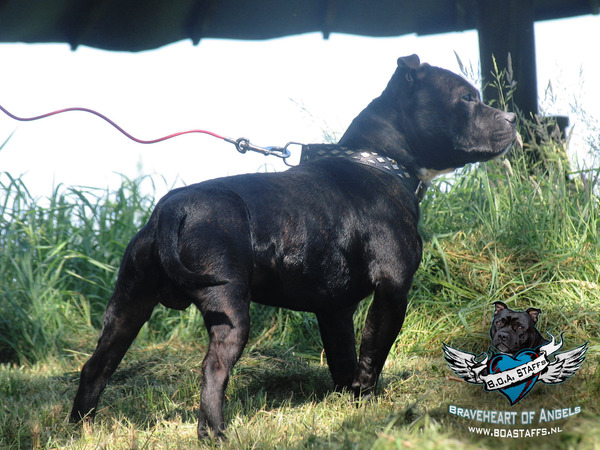 Honden foto: B.O.A. Staffs - Braveheart of Angels -Staffordshire Bull ...