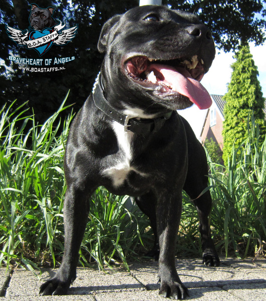 Honden foto: B.O.A. Staffs - Braveheart of Angels -Staffordshire Bull ...