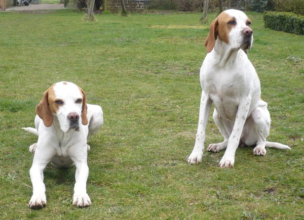 Honden foto: Engelse Pointer