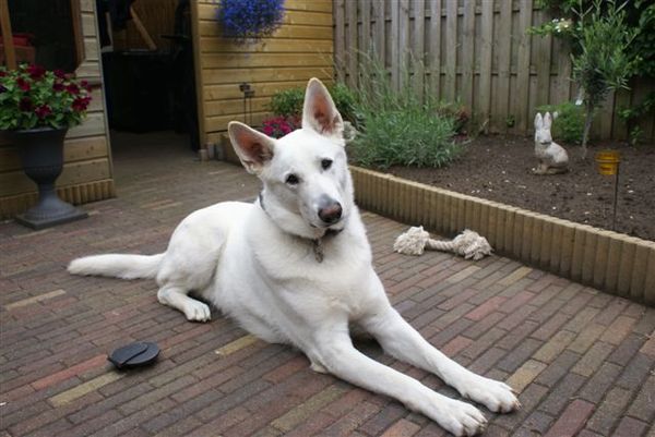 Honden foto: Zwitserse Witte Herder