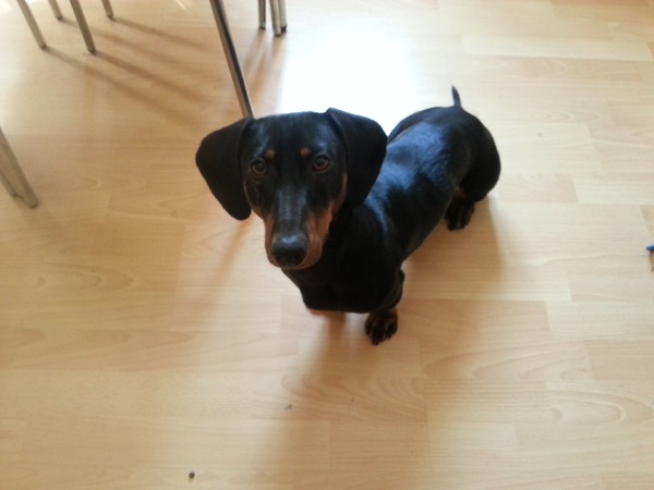 Honden foto: Kortharige teckel pups black and tan van 21-07-2012 Echt ...