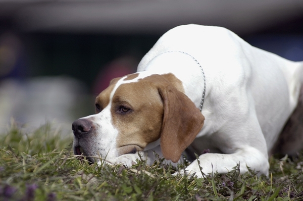 Honden foto: Engelse Pointer