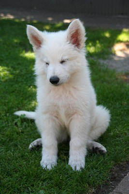 Honden foto: Zwitserse Witte Herder