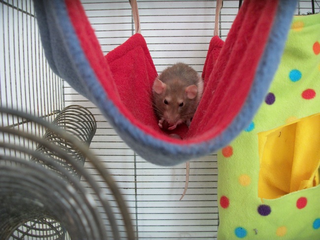 Mijn lieve ratjes :) :) • Bokt.nl