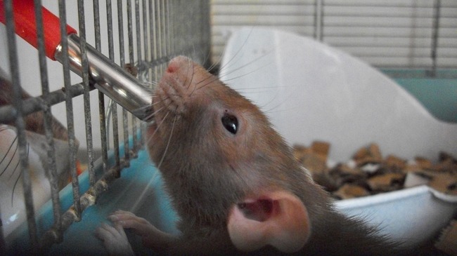 Mijn lieve ratjes :) :) • Bokt.nl