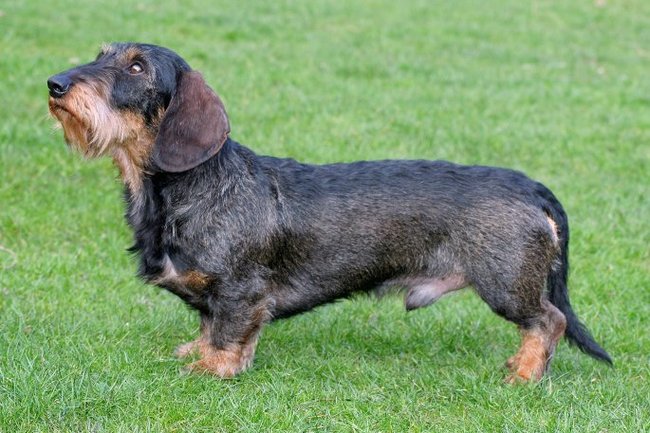 FotoAlbum Dashond Standaard Ruwhaar