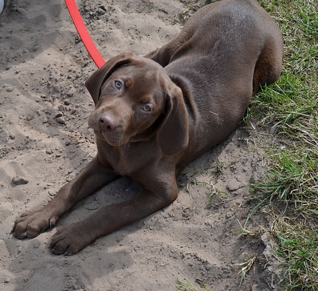 wat voor een kruising hebben jullie? | HondenForum