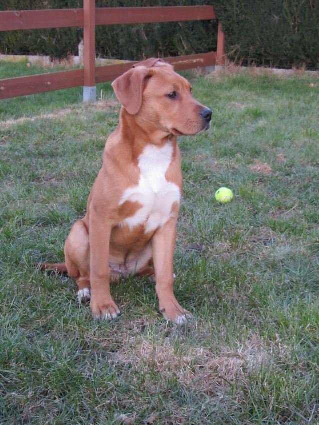 Mijn hondje Kruising Labrador/ Stafford | HondenForum