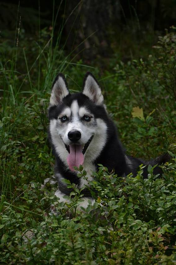 Poolhonden wandeling fotospam ! * Filmpje ! | HondenForum